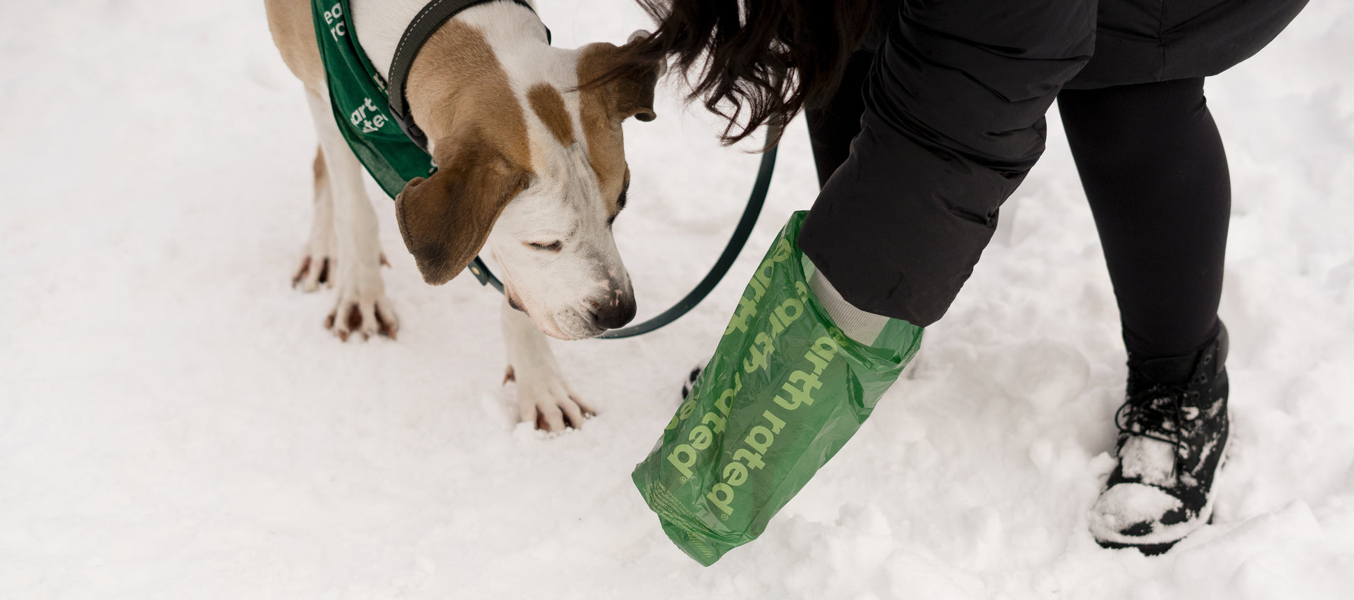 What to Do When Your Dog Won’t Poop in Snow | Earth Rated