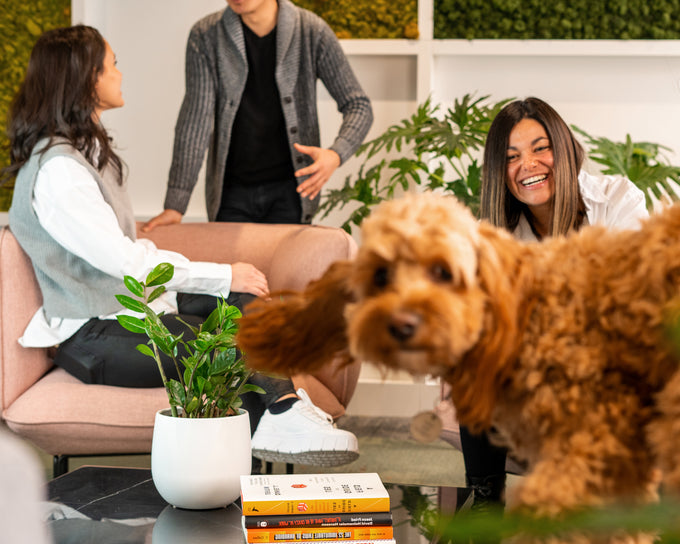 The zoomies: explained