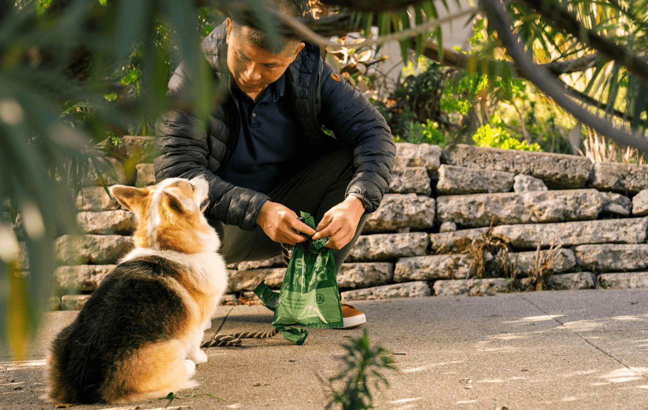 Unhealthy Dog Poop Chart: A Visual Guide to The 4 C’s