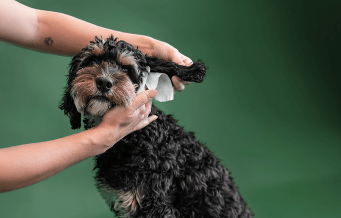 How to Clean Dog Ears: Step-by-Step Guide and Tips