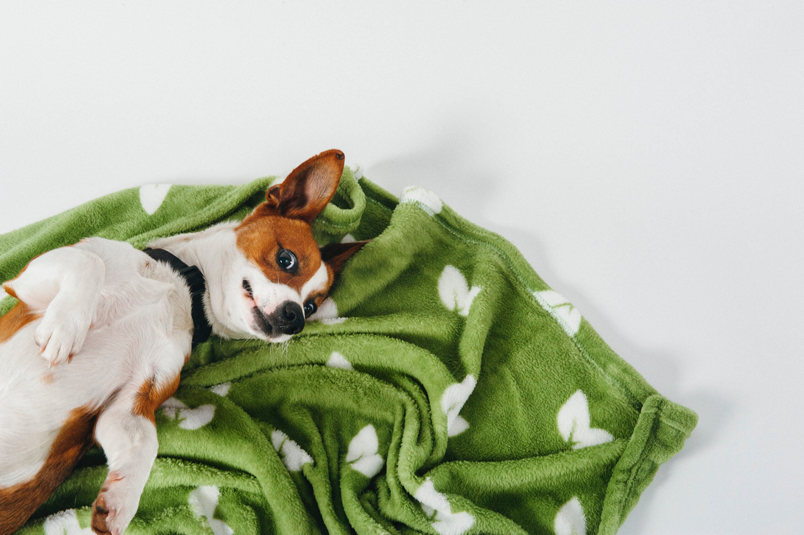 This Holiday Season, Share The Snuggle – Earth Rated Global Store