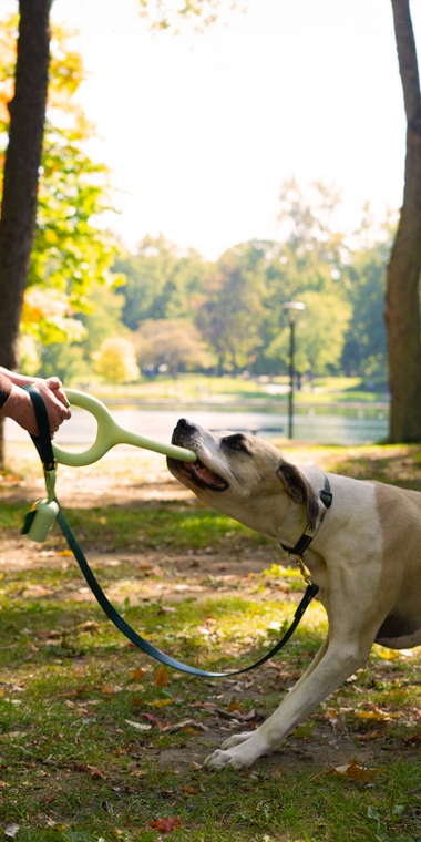 Durable Dog Toys: Designed to Promote Play and Enrichment