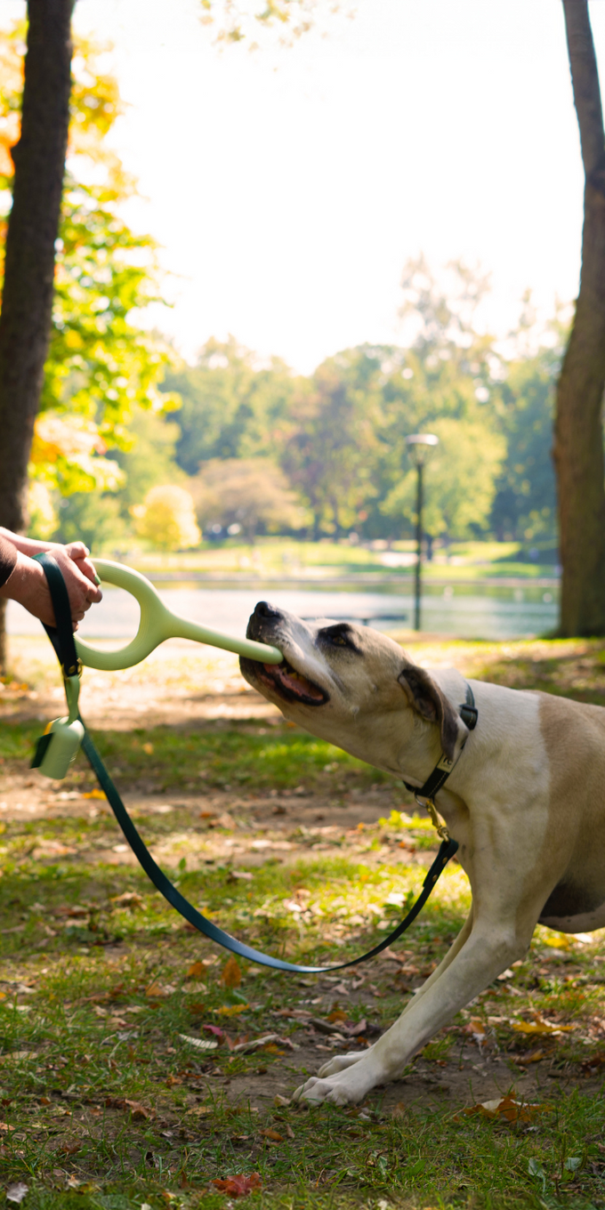 Durable Dog Toys: Designed to Promote Play and Enrichment