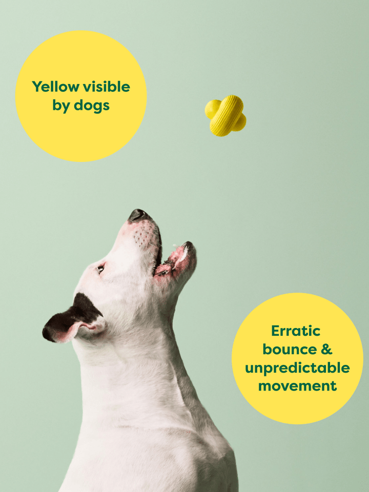 Earth Rated Dog Fetch Toy: The Ultimate Erratic Bounce